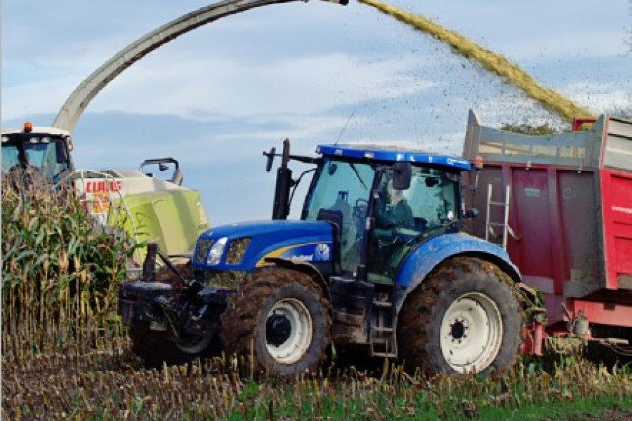 Bilan maïs fourrage 2022 Des rendements en forte baisse - Alliance Elevage