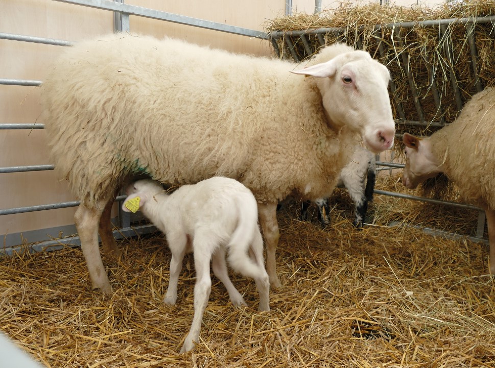 Prévenir les maladies néonatales des jeunes ruminants - Alliance Elevage