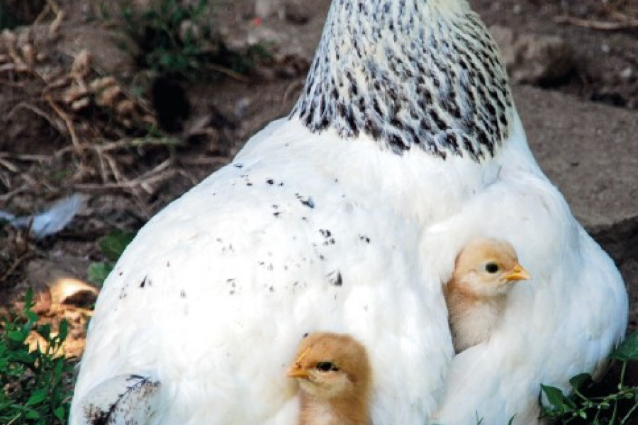 Comment bien nourrir les animaux de la basse-cour ? - Alliance Elevage