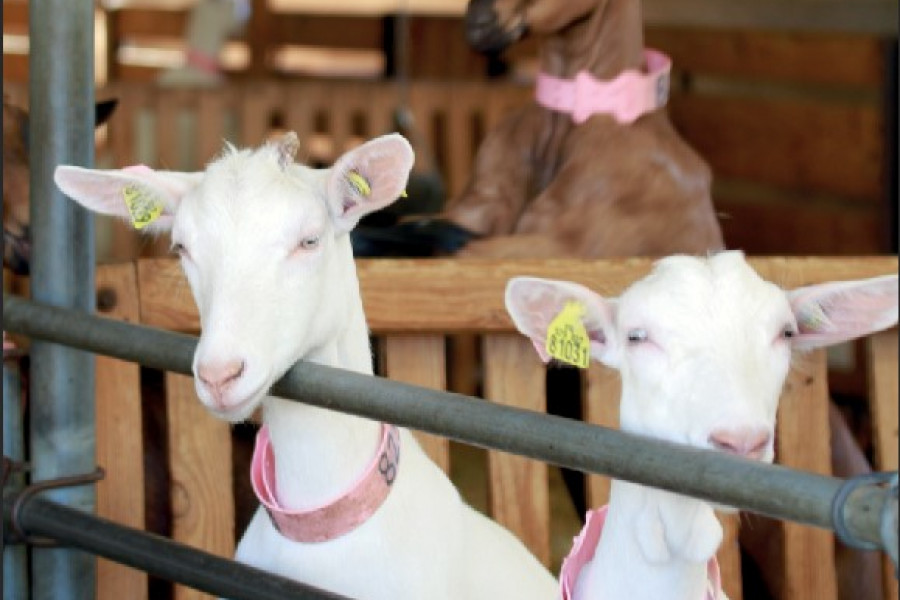 Effluents d’élevage caprin : choisir la solution technique adaptée ...