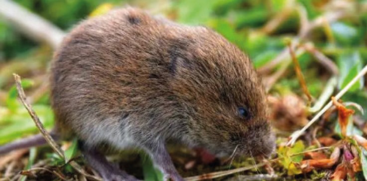 Campagnols : une lutte préventive pour éviter toute pullulation ...