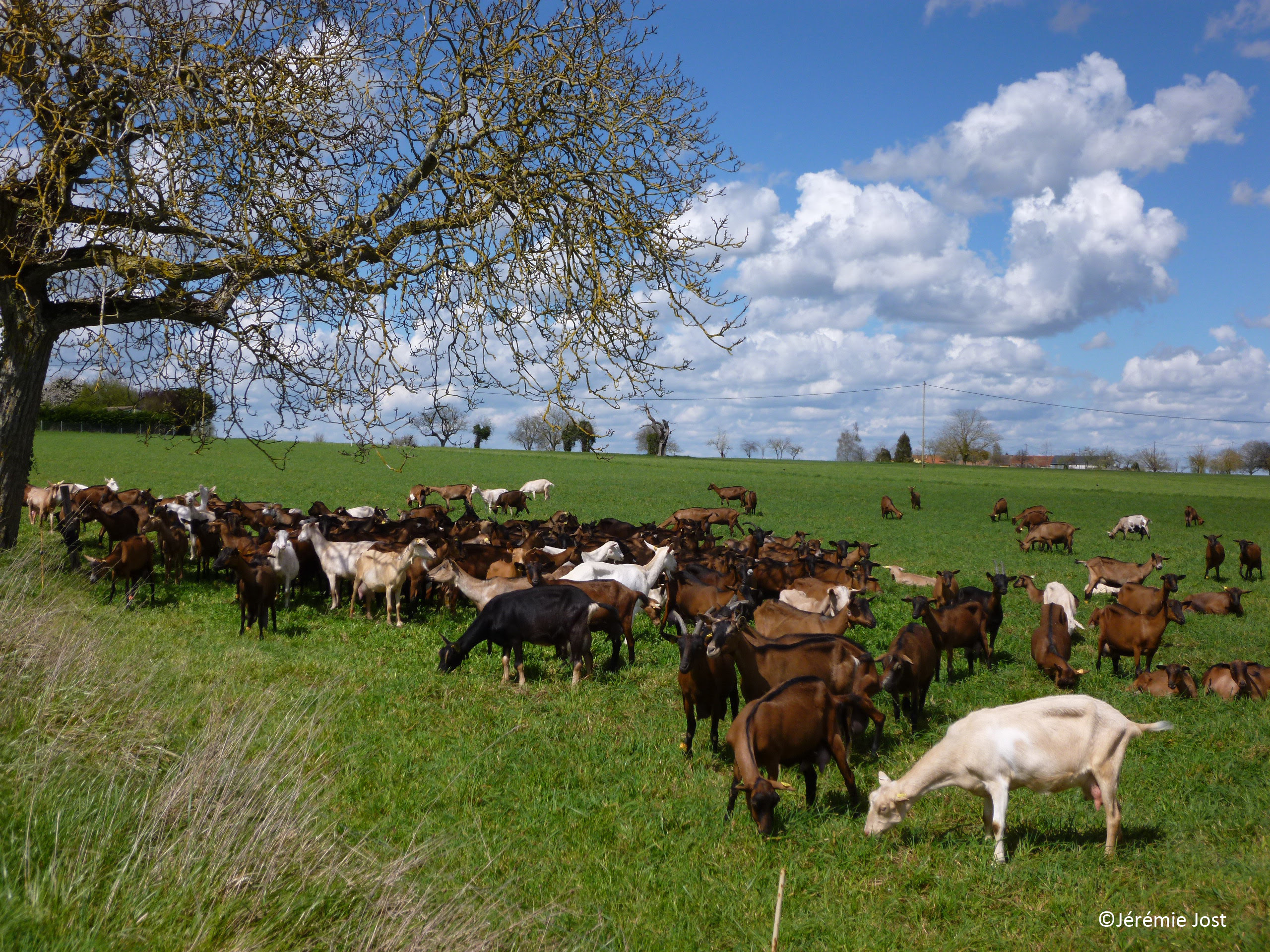 Journées Techniques caprines (86) - Alliance Elevage