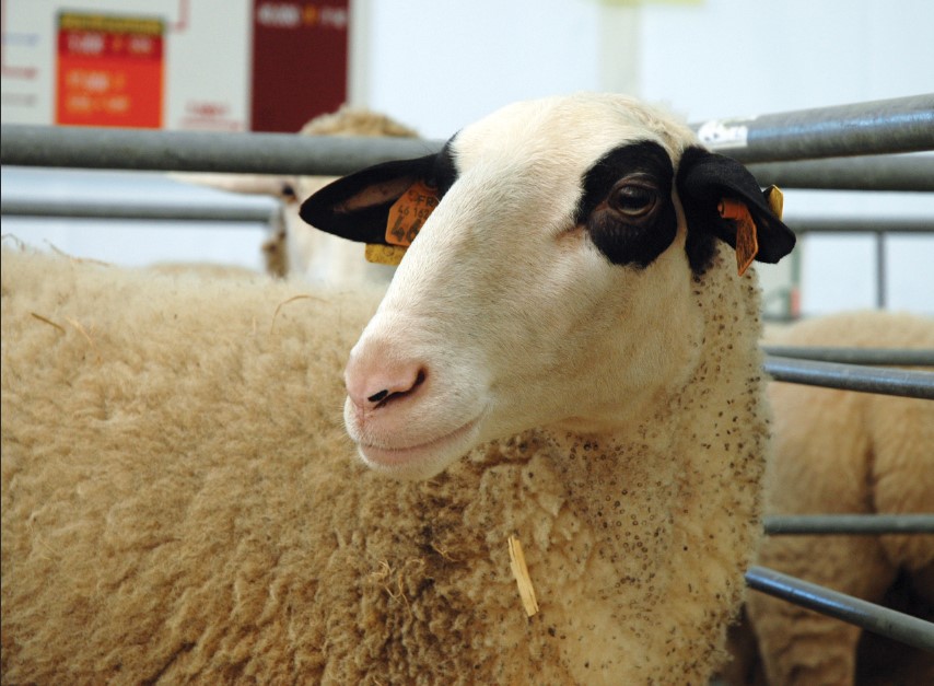 La brebis Causse du Lot - Alliance Elevage