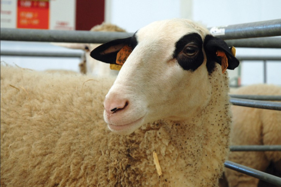 La brebis Causse du Lot - Alliance Elevage