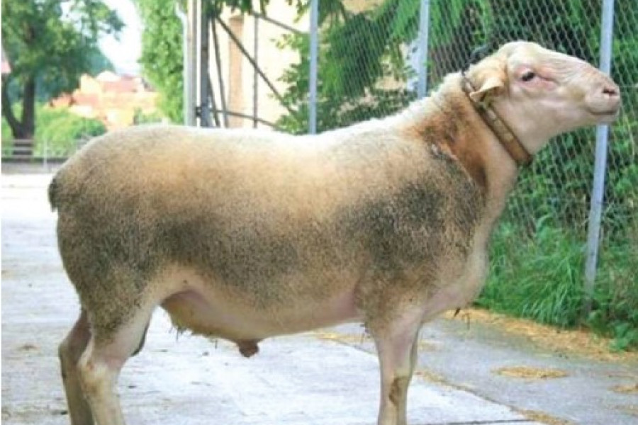 La Lacaune Viande selon le schéma GID - Alliance Elevage