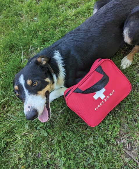 Chiens de travail en estives, alpages : prévenir et gérer les dangers ... Chiens de travail en estives, alpages : prévenir et gérer les dangers ...